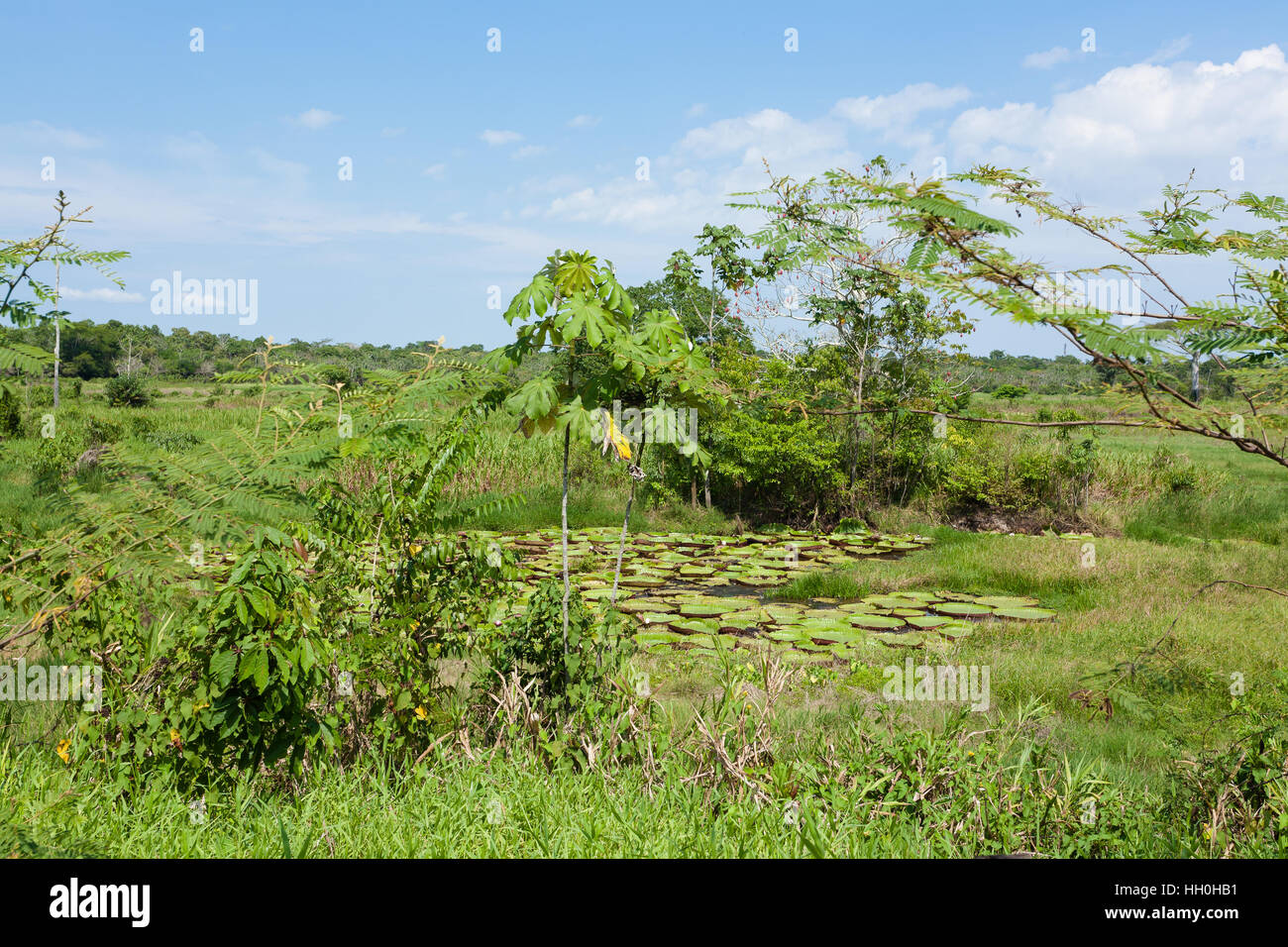 Panorama from Amazon rainforest, Brazilian wetland region. Navigable ...