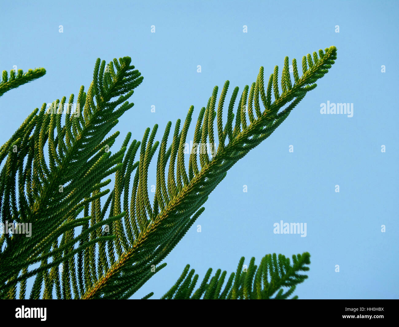 Araucaria columnaris, Cook Pine Tree Green Leaves Against Bright Blue ...