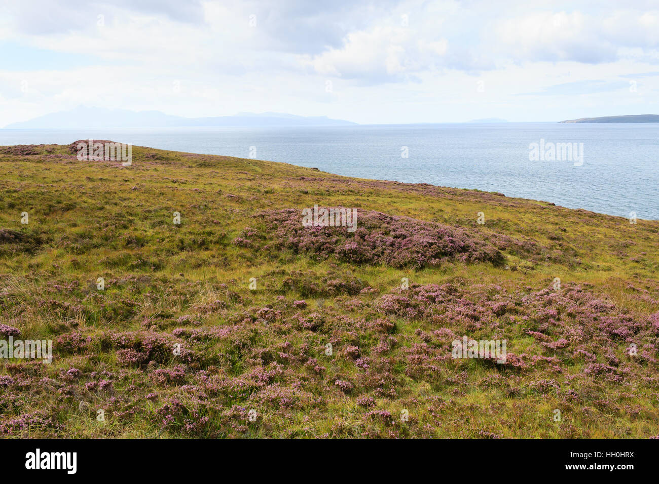 Rural scottish panorama. Erica arborea meadows. Travel destinations ...