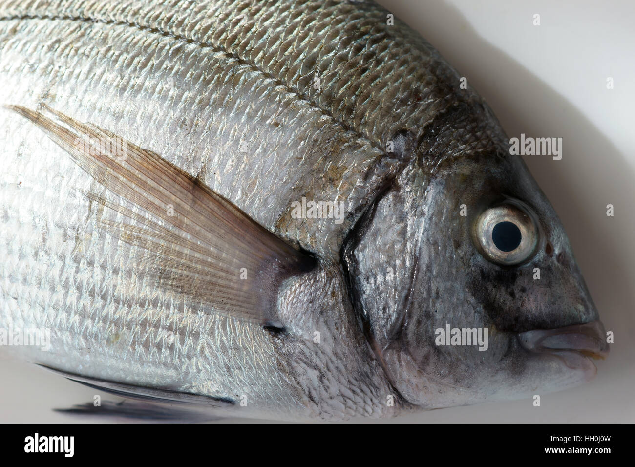 diplodus saragus, mediterranean sea - Sarago Stock Photo - Alamy