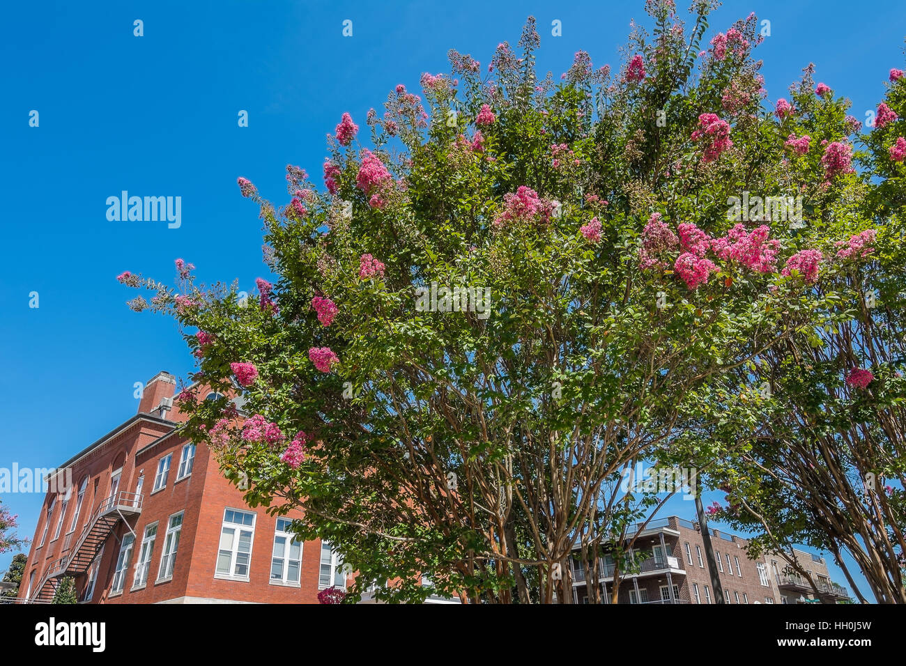 Blooming Crepe Myrtle Trees Stock Photo - Alamy