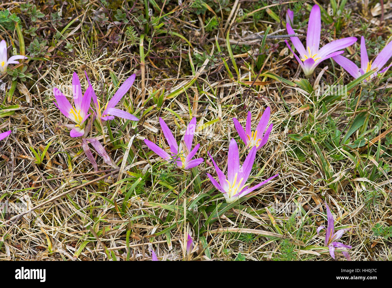 Merendera hi-res stock photography and images - Alamy