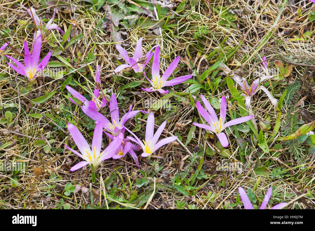 Merendera hi-res stock photography and images - Alamy