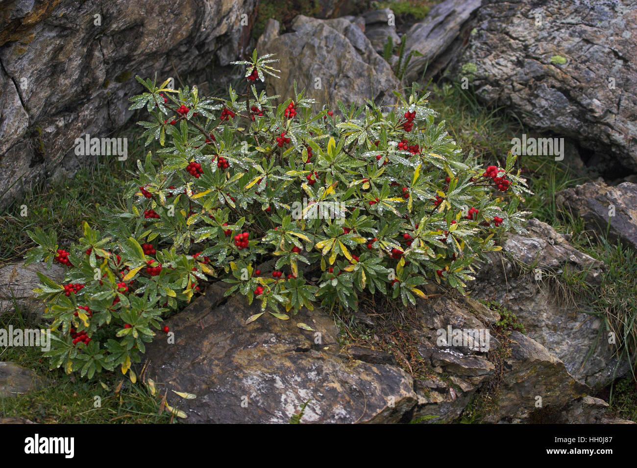 Alpine mezereon hi-res stock photography and images - Alamy