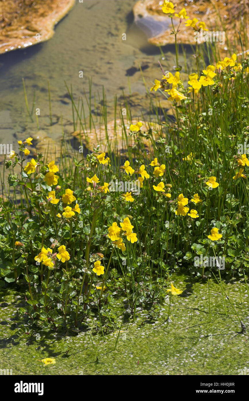 Yellow monkey-flower Mimulus guttatus Yellowstone National Park Wyoming ...