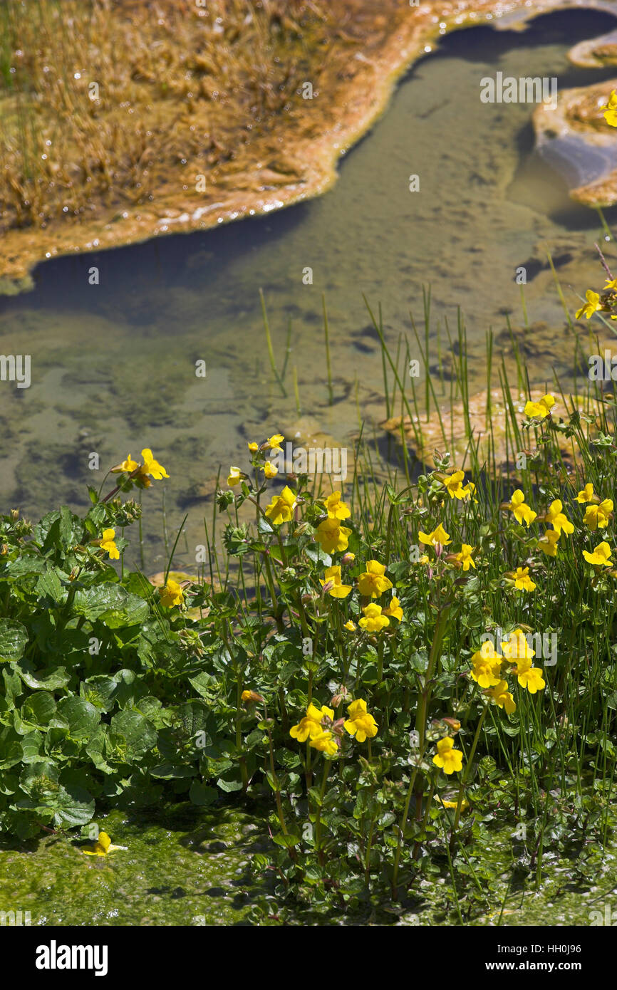 Yellow monkey-flower Mimulus guttatus Yellowstone National Park Wyoming ...