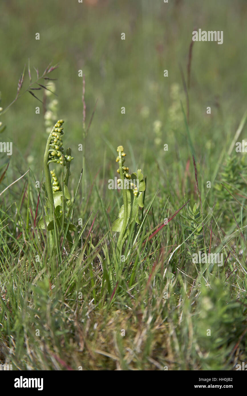 Moonwort botrychium lunaria hi-res stock photography and images - Alamy