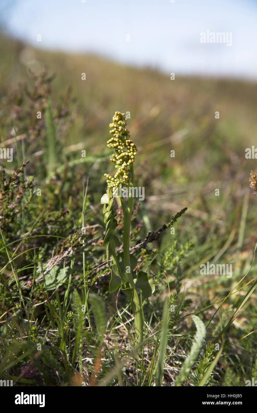 Moonwort botrychium lunaria hi-res stock photography and images - Alamy