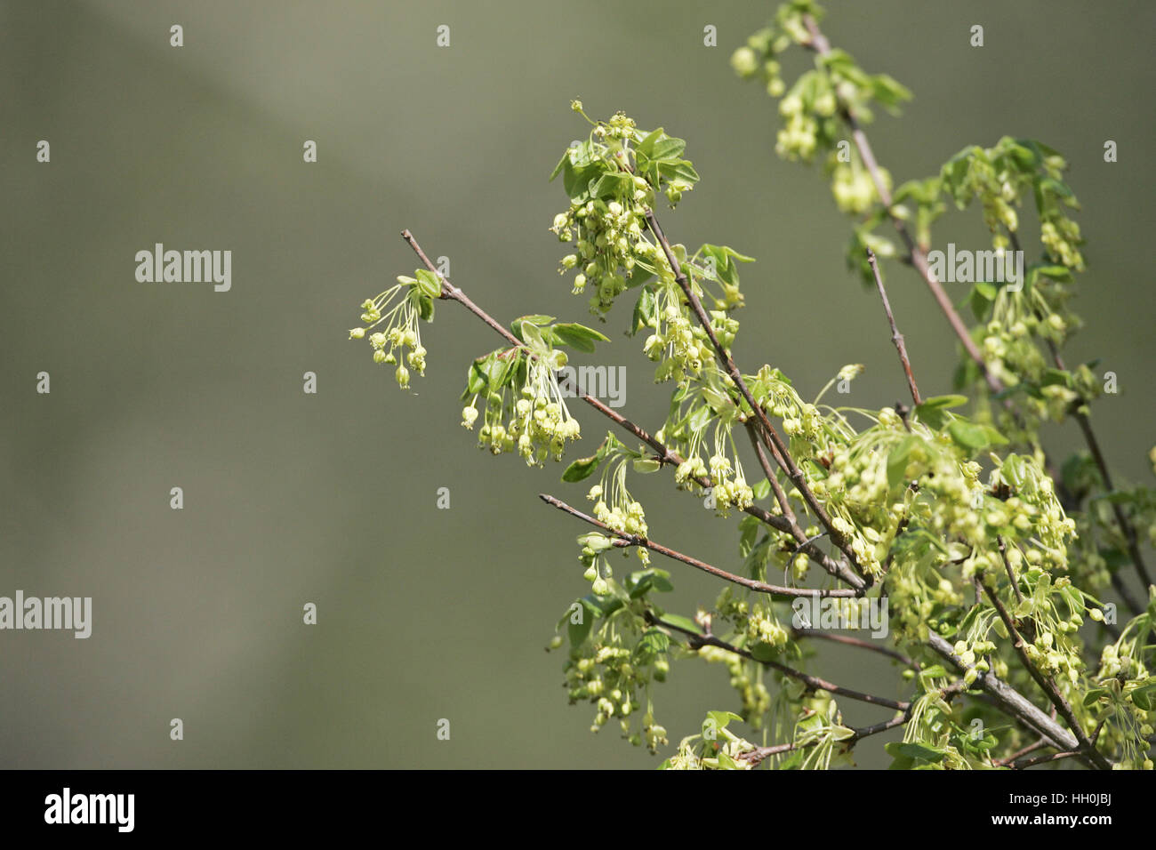 Monspessulanum hi-res stock photography and images - Alamy