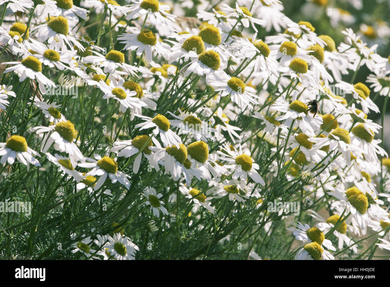 Scentless mayweed Tripleurospermum inodorum Stock Photo - Alamy