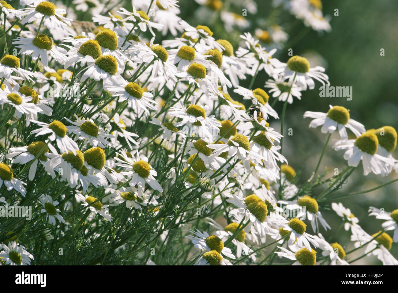 Scentless mayweed Tripleurospermum inodorum Stock Photo - Alamy