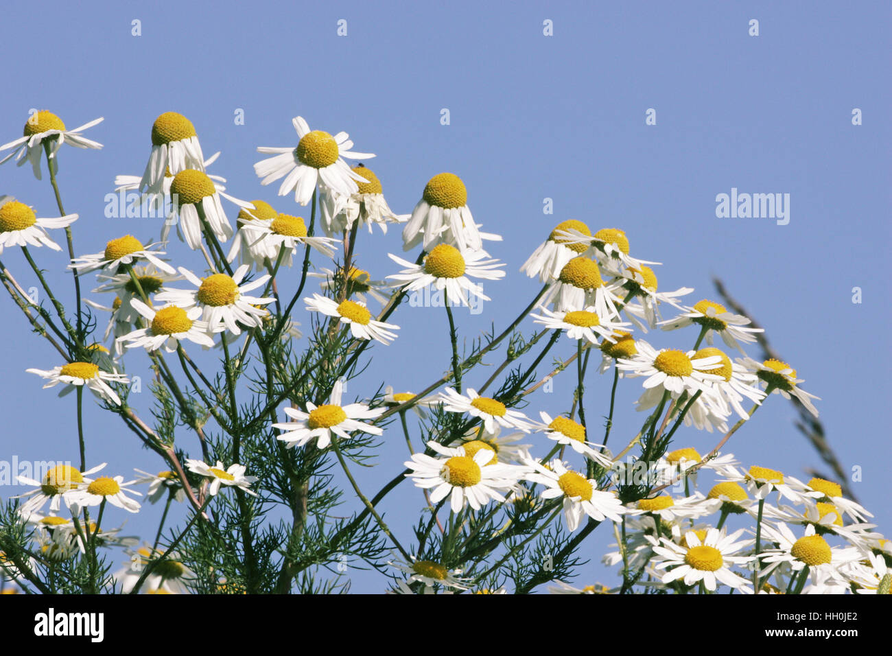 Scentless mayweed Tripleurospermum inodorum Stock Photo - Alamy