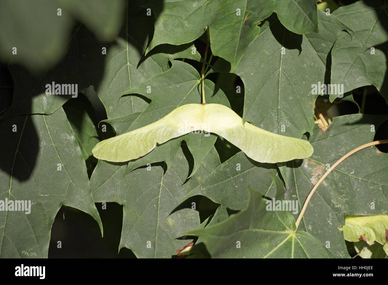 Norway maple Acer platanoides fruit Stock Photo - Alamy