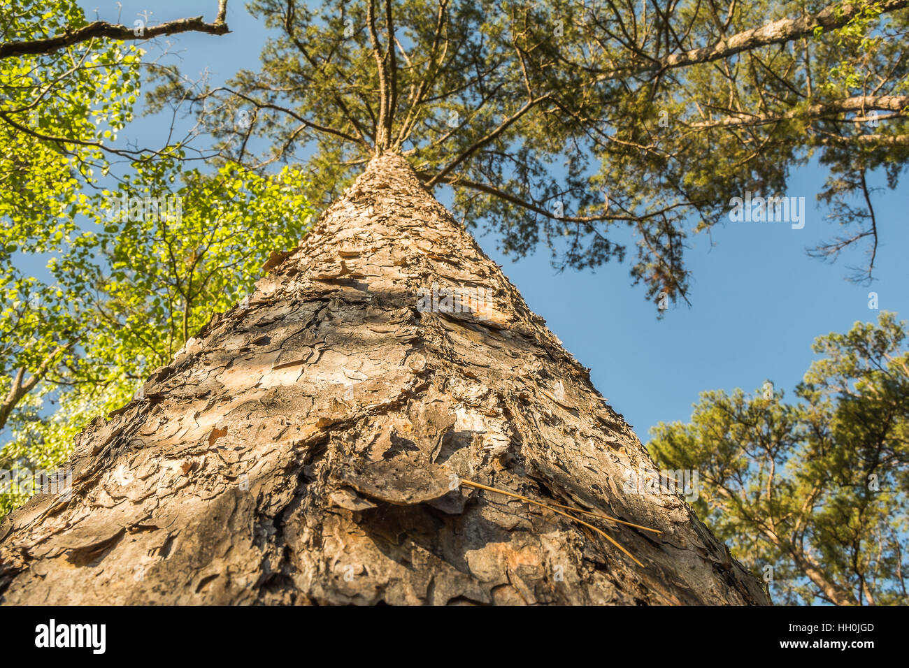Tall Pine Tree Stock Photo - Alamy