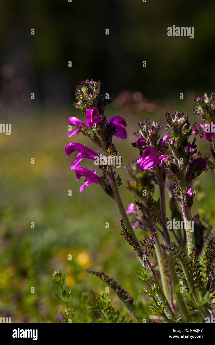 Verticillate hi-res stock photography and images - Alamy