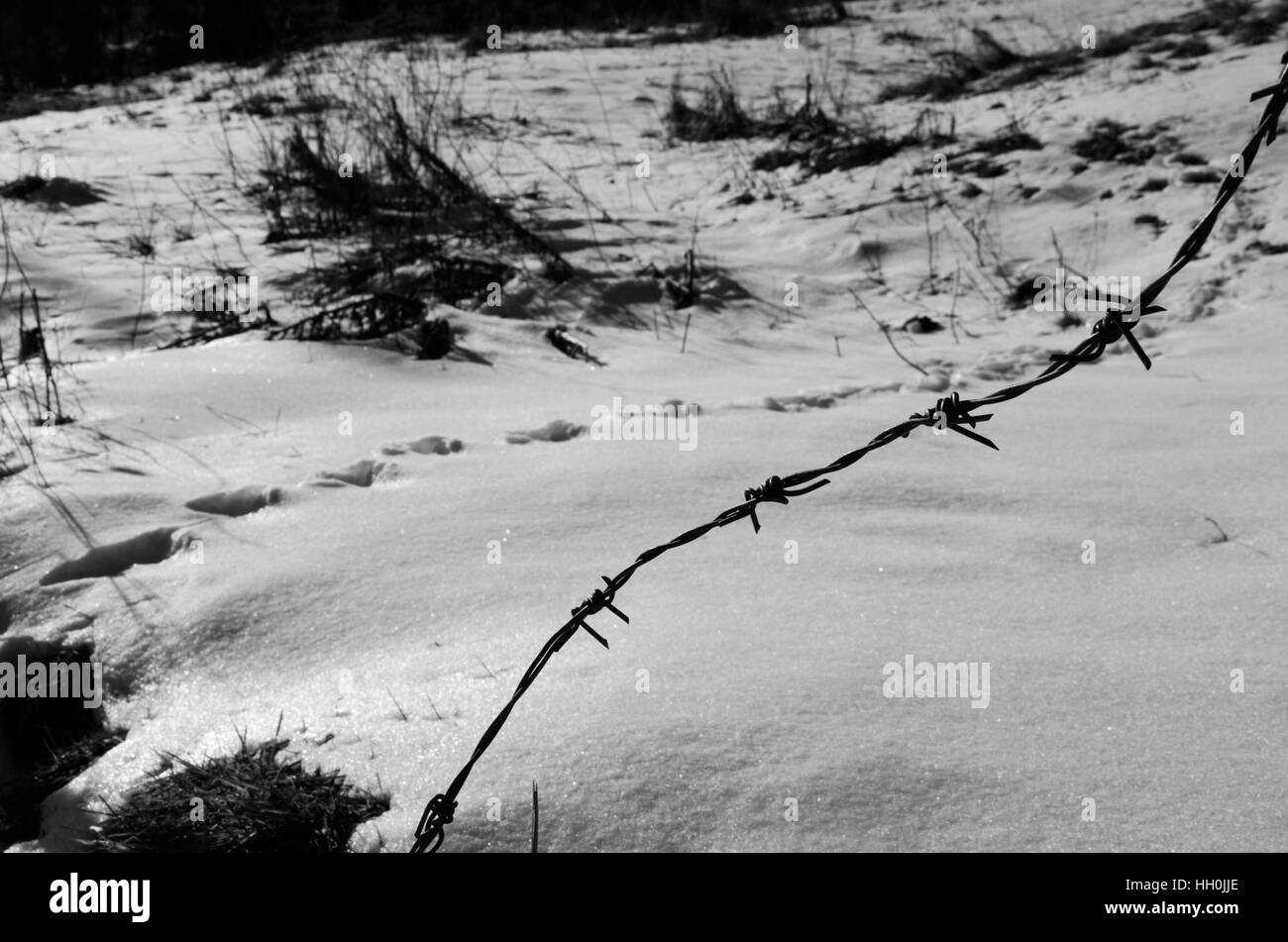Barbed wire fence and foot trails on the snow leading to freedom ...