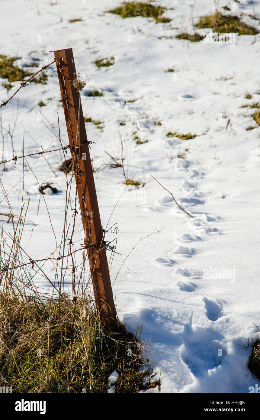 Barbed wire fence and foot trails on the snow leading to freedom ...