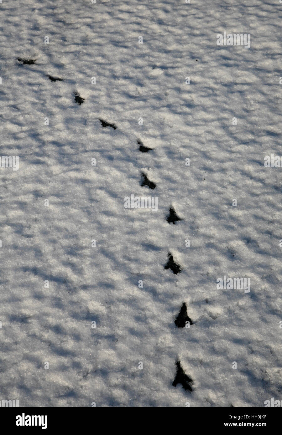 Trail of bird footprints in the snow hi-res stock photography and images - Alamy