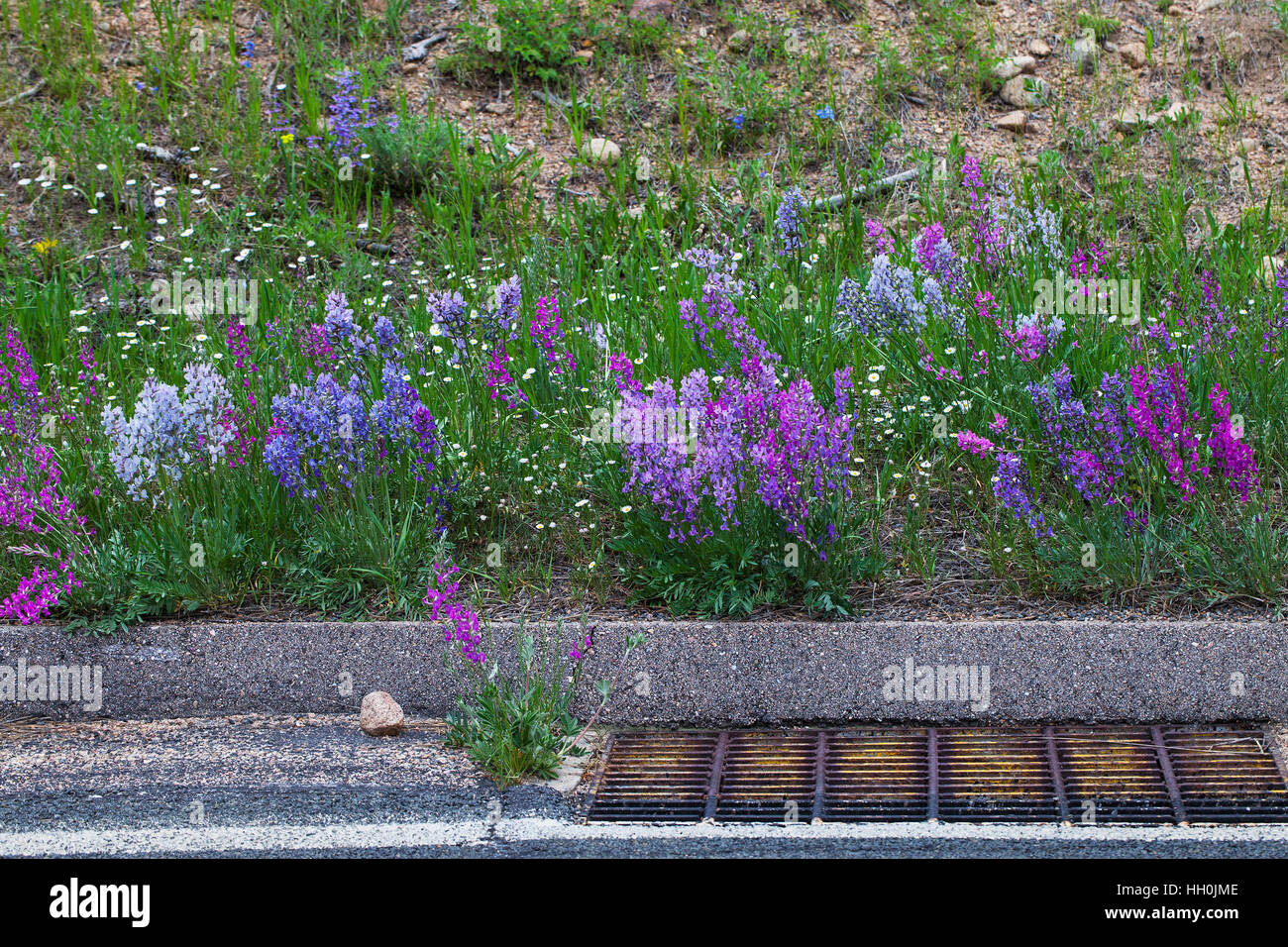 Locoweed plant hi-res stock photography and images - Alamy
