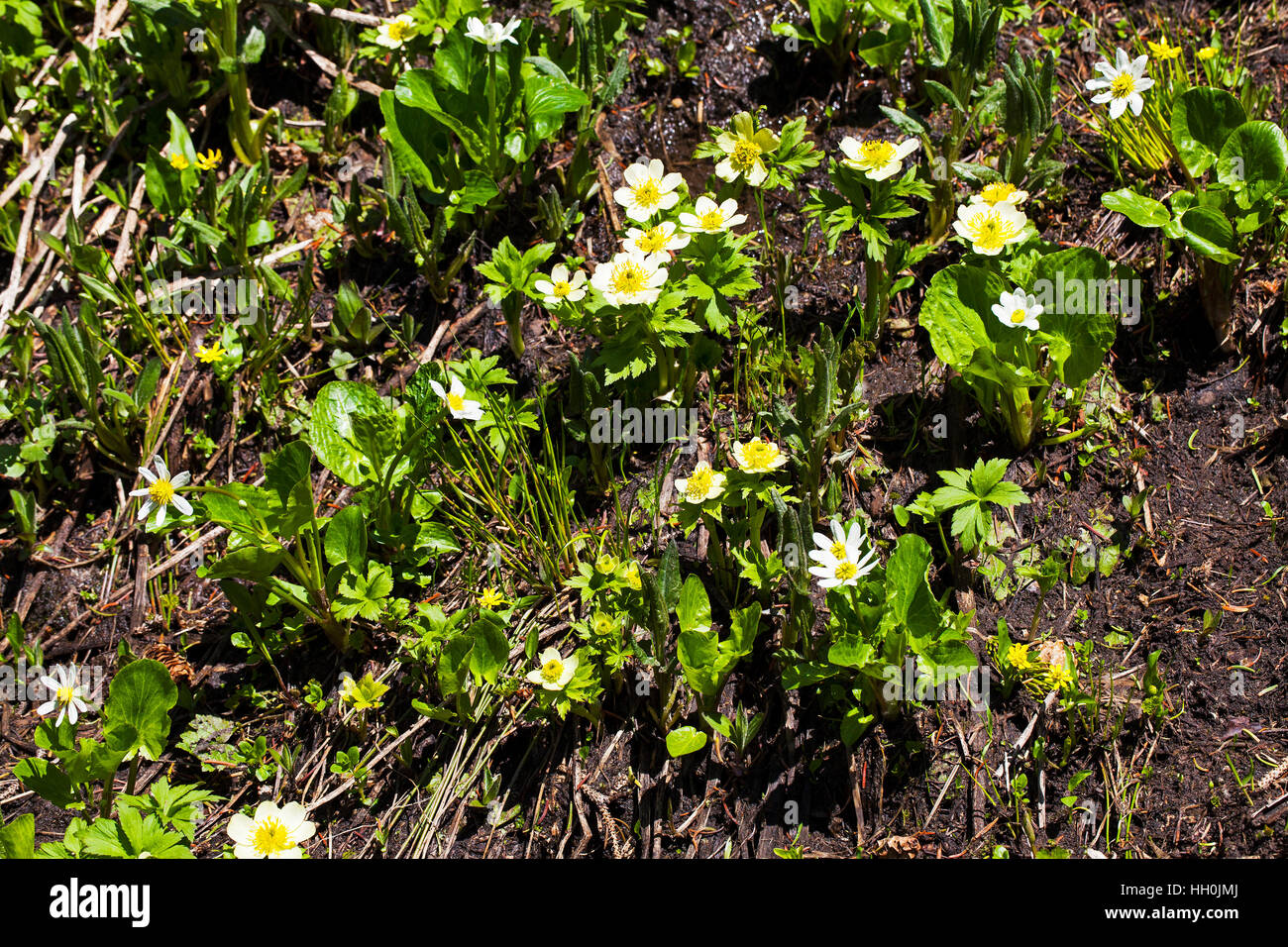 White marsh marigold hi-res stock photography and images - Alamy