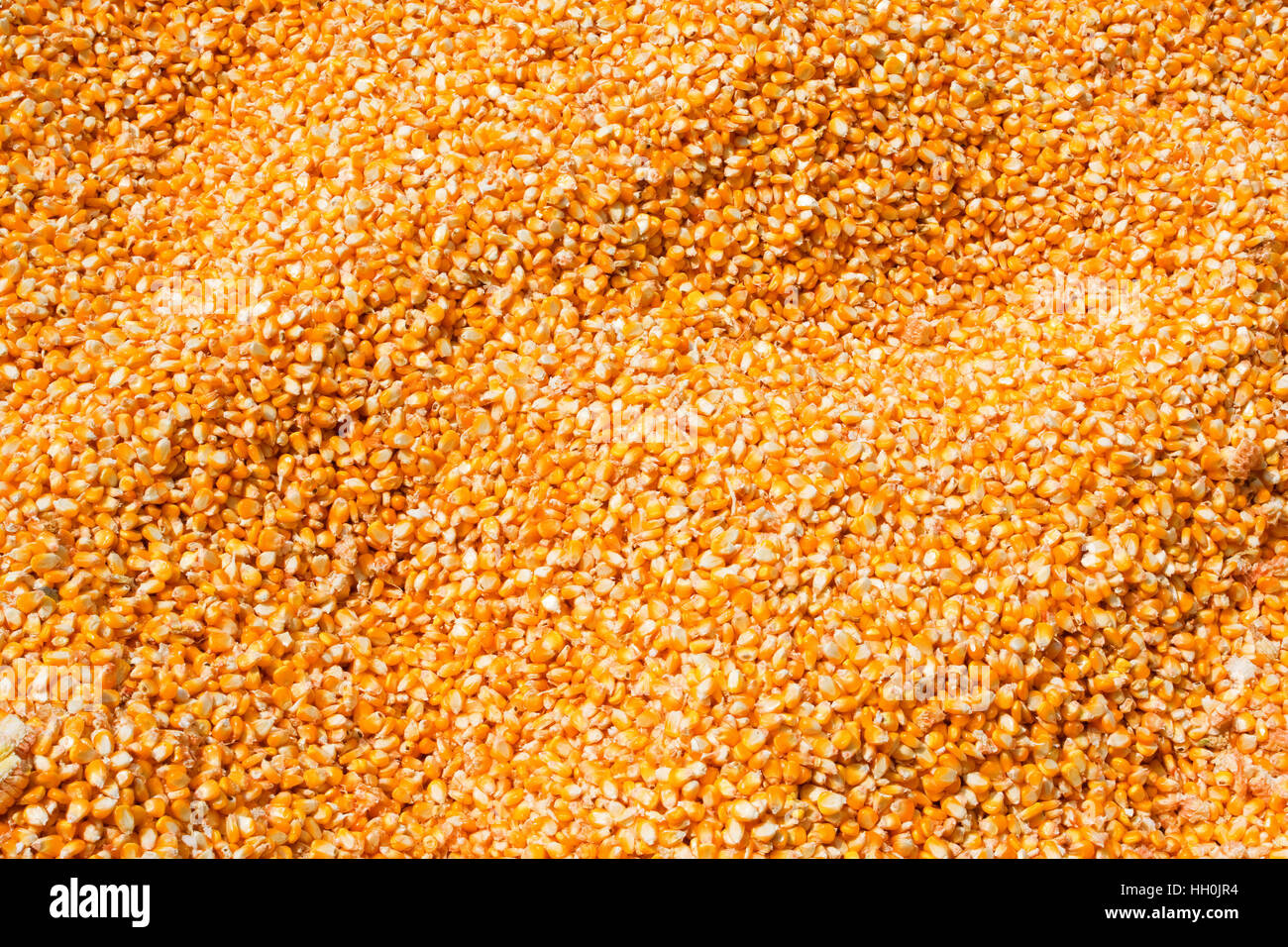 Corn seeds texture background Stock Photo - Alamy
