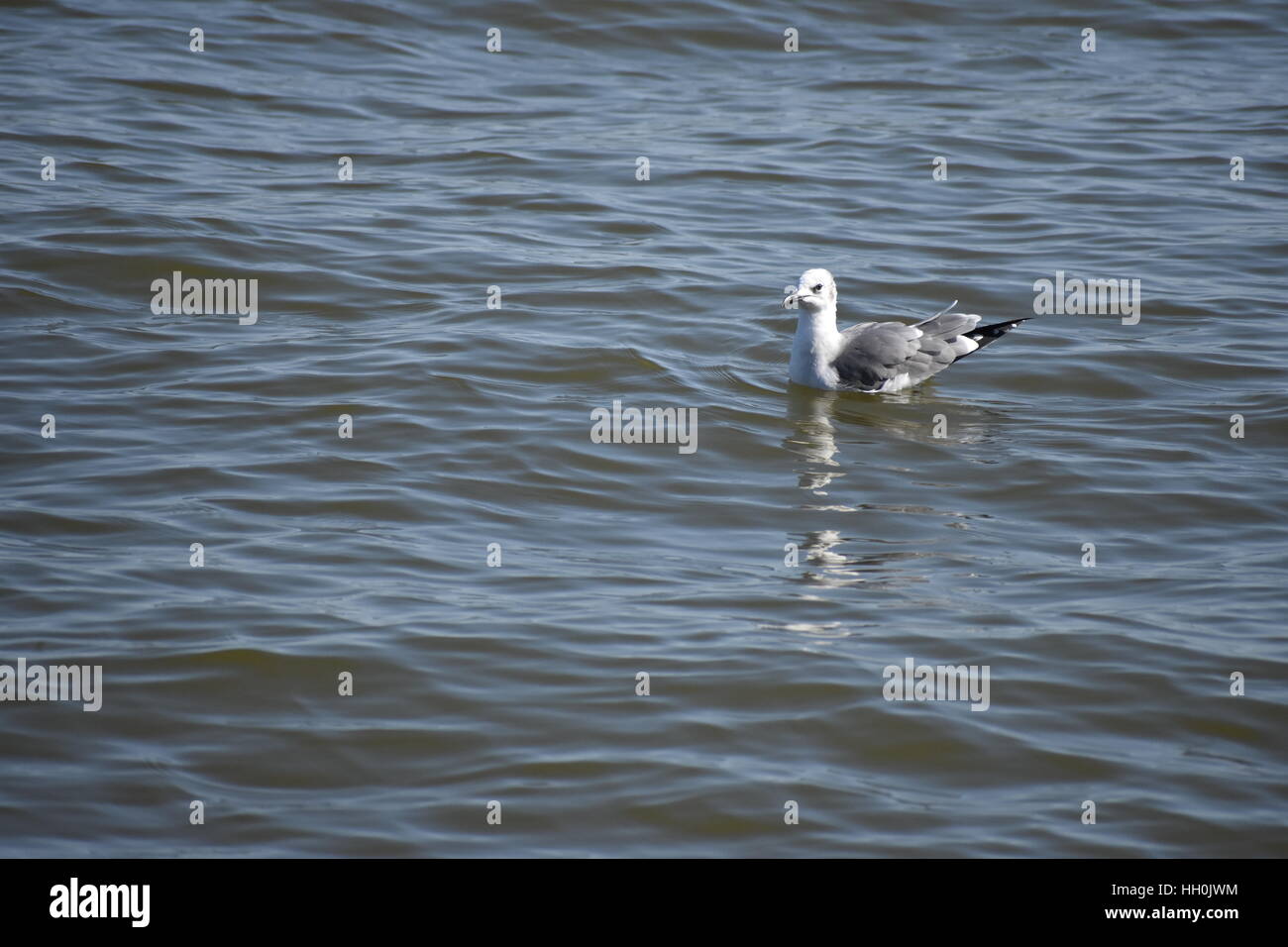 Seagull Floating in Gulf of Mexico Stock Photo - Alamy