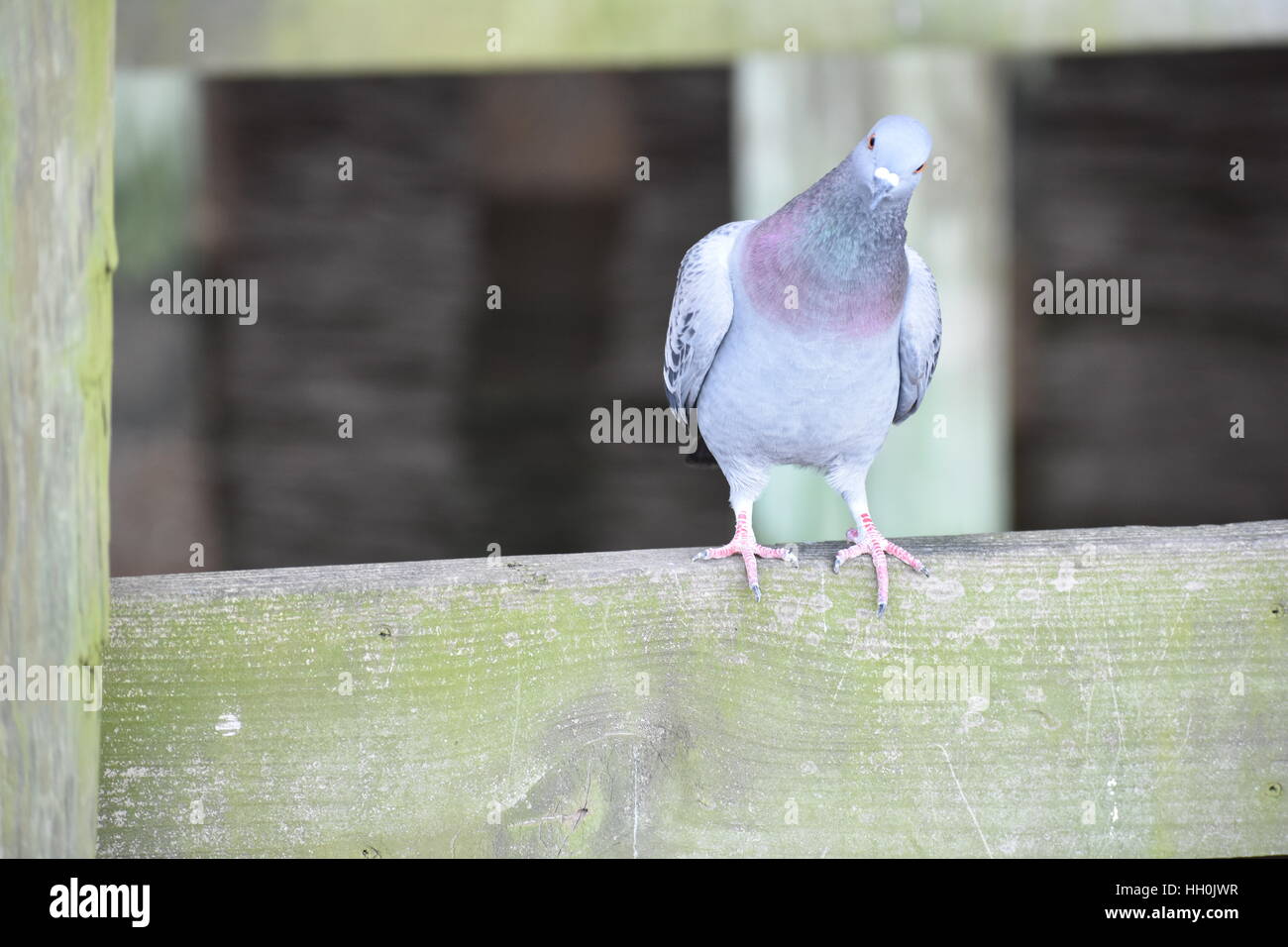 Curious wood pigeon hi-res stock photography and images - Alamy