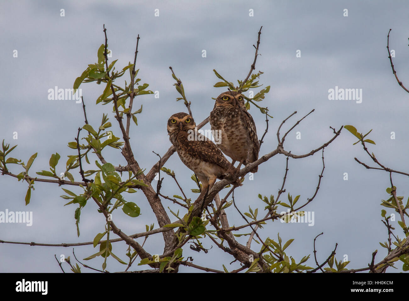 Burrowing owl in tree hi-res stock photography and images - Alamy