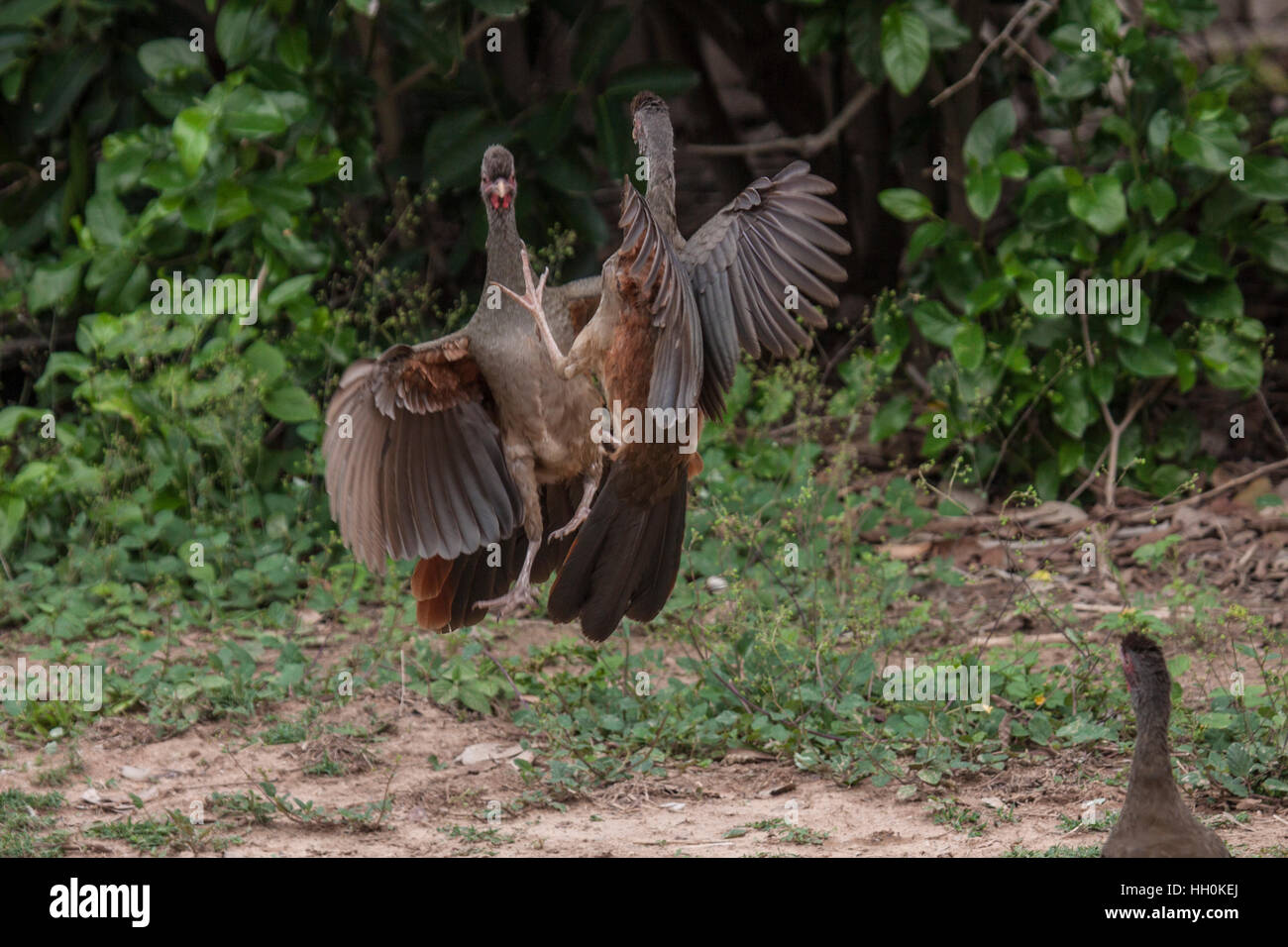 Chaco chachalacas sparring in Brazil Stock Photo - Alamy