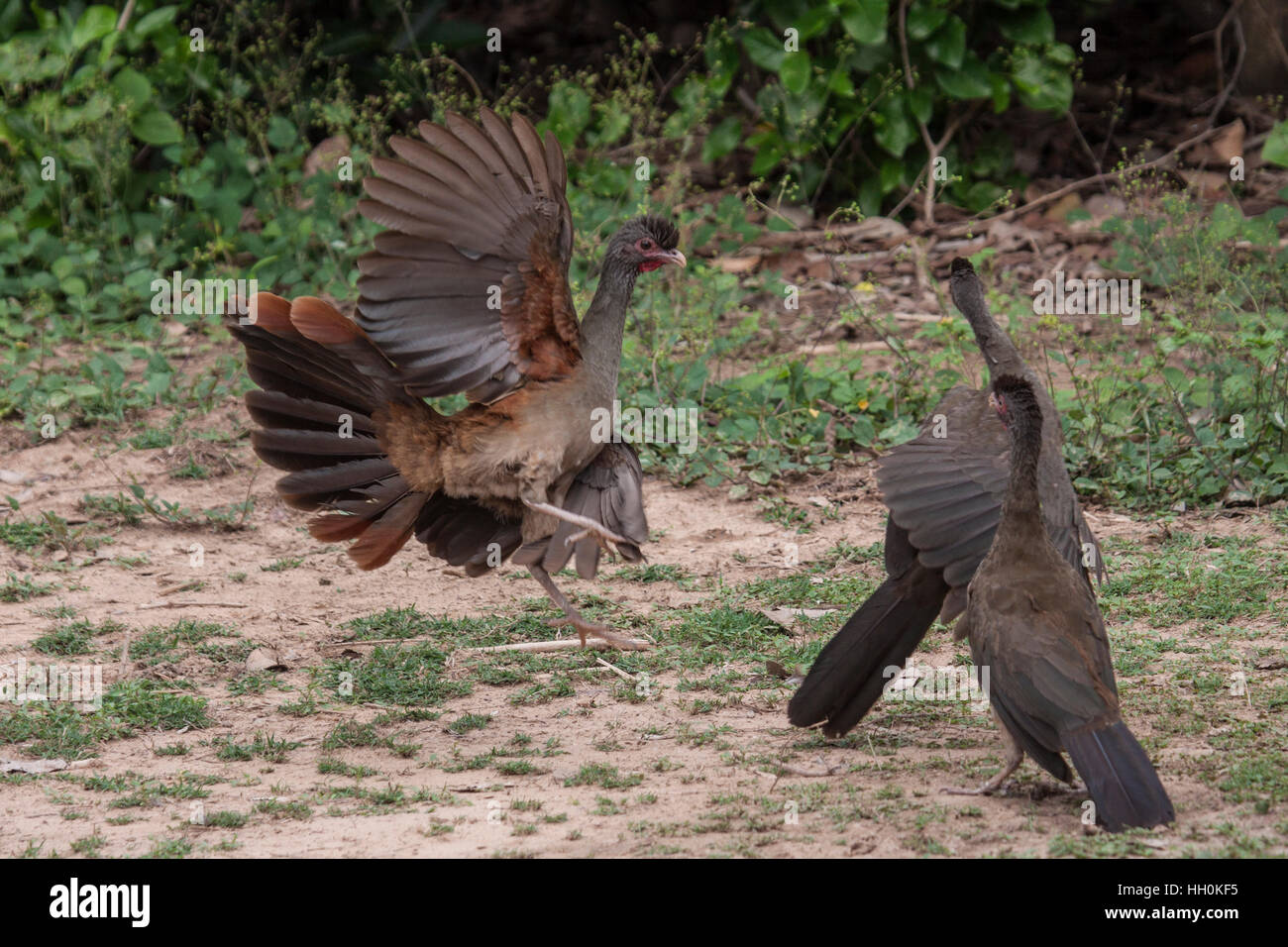 Chaco chachalacas sparring in Brazil Stock Photo - Alamy