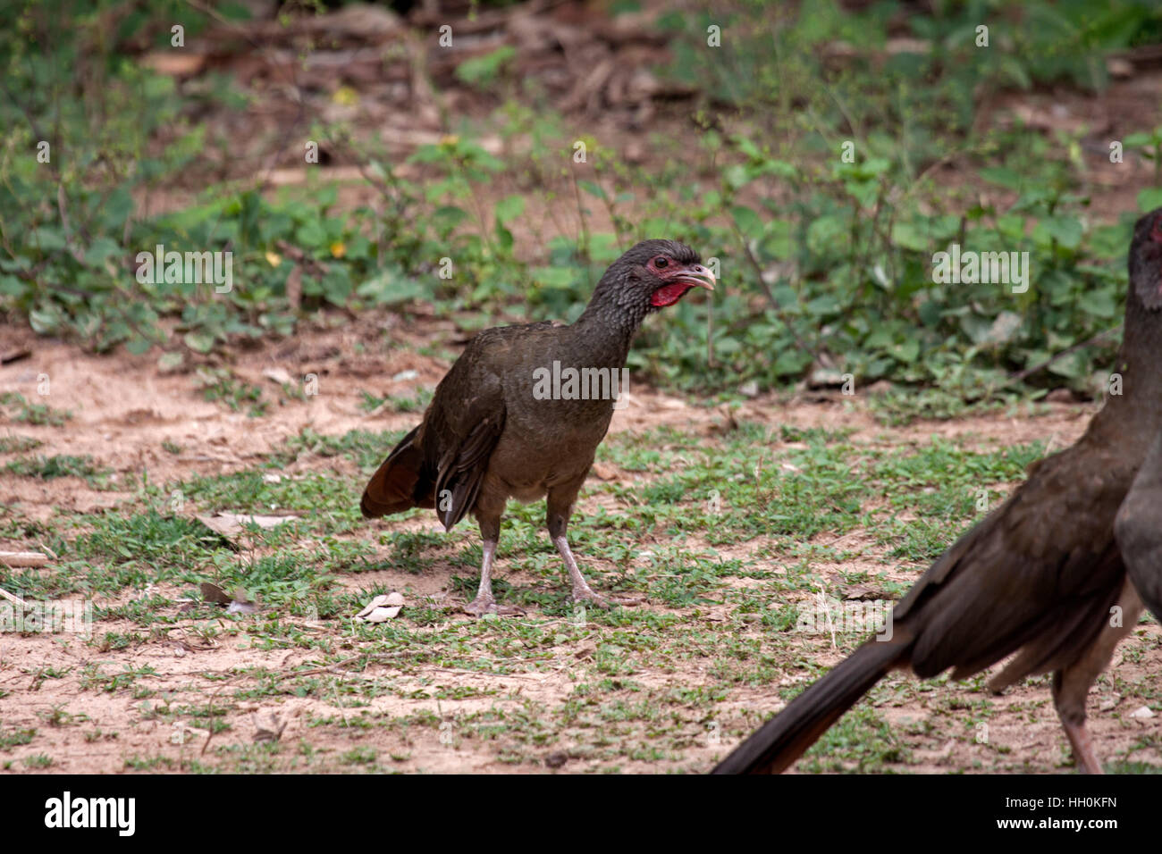 Chaco chachalacas sparring in Brazil Stock Photo - Alamy