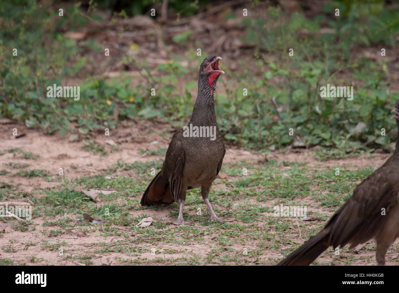Chaco chachalaca ortalis canicollis hi-res stock photography and images ...