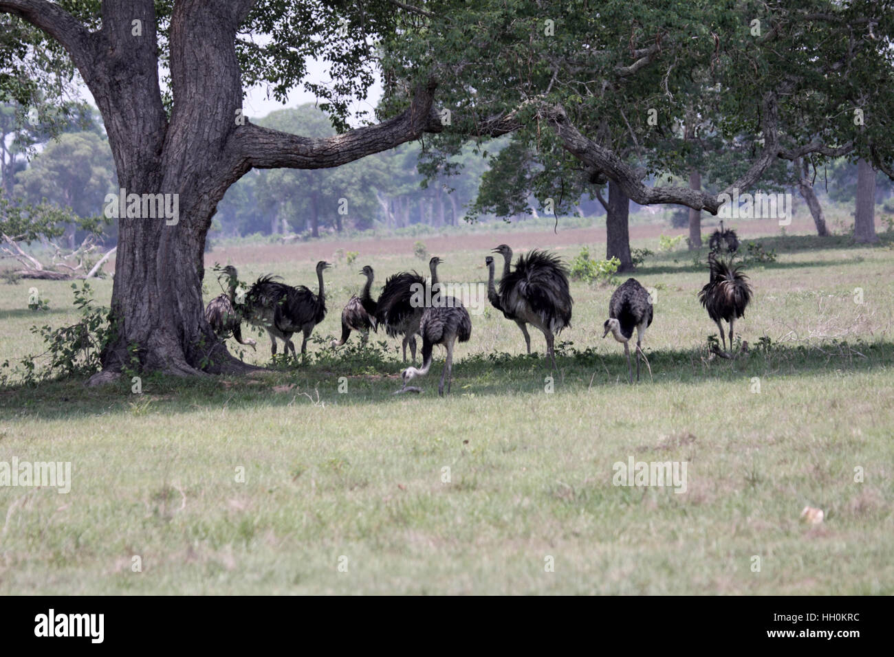 Greater rhea flock in shade of large tree in Brazil Stock Photo - Alamy