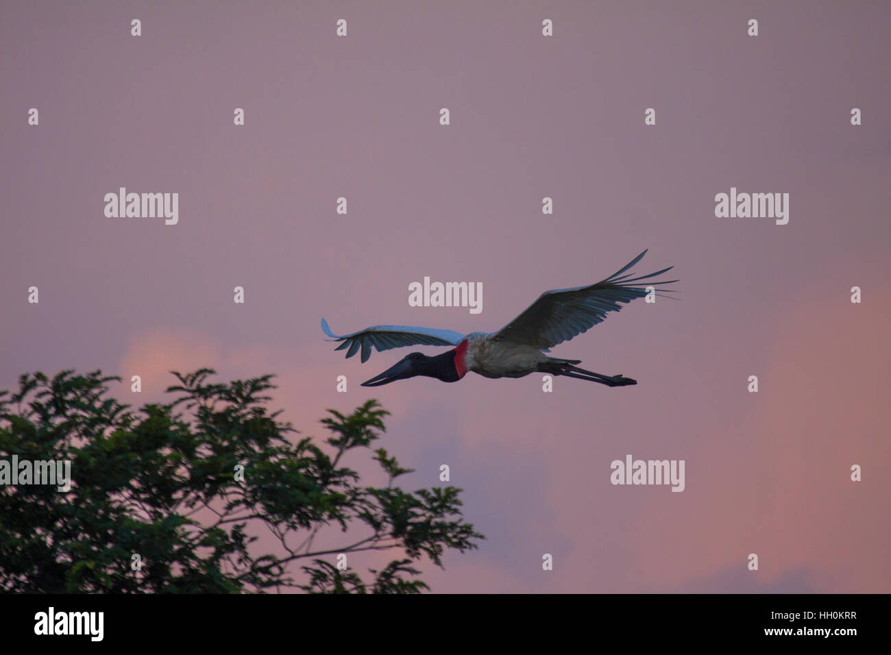 Flying jabiru hi-res stock photography and images - Alamy