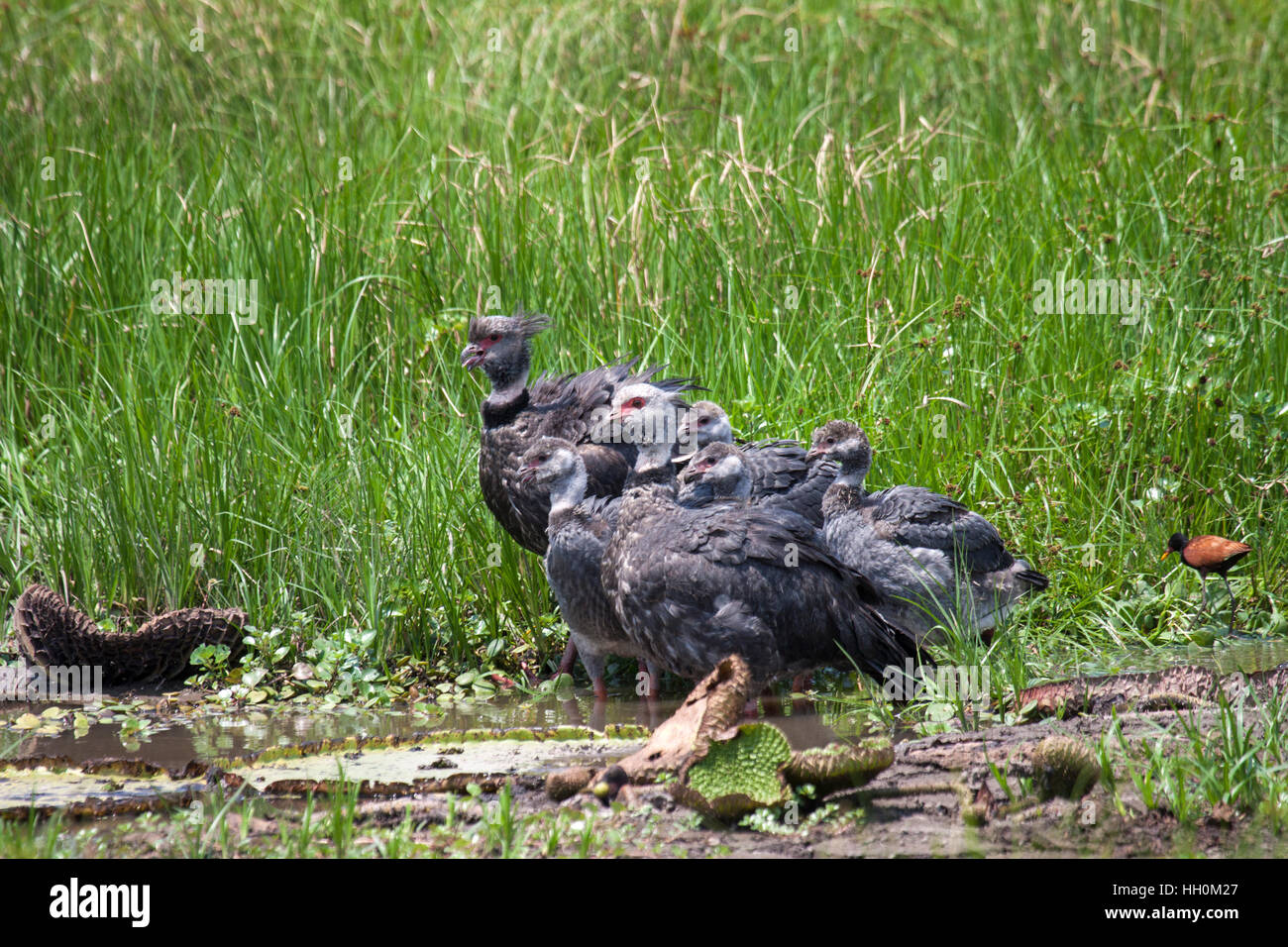 Southern screamers family group in wetland in Brazil Stock Photo - Alamy