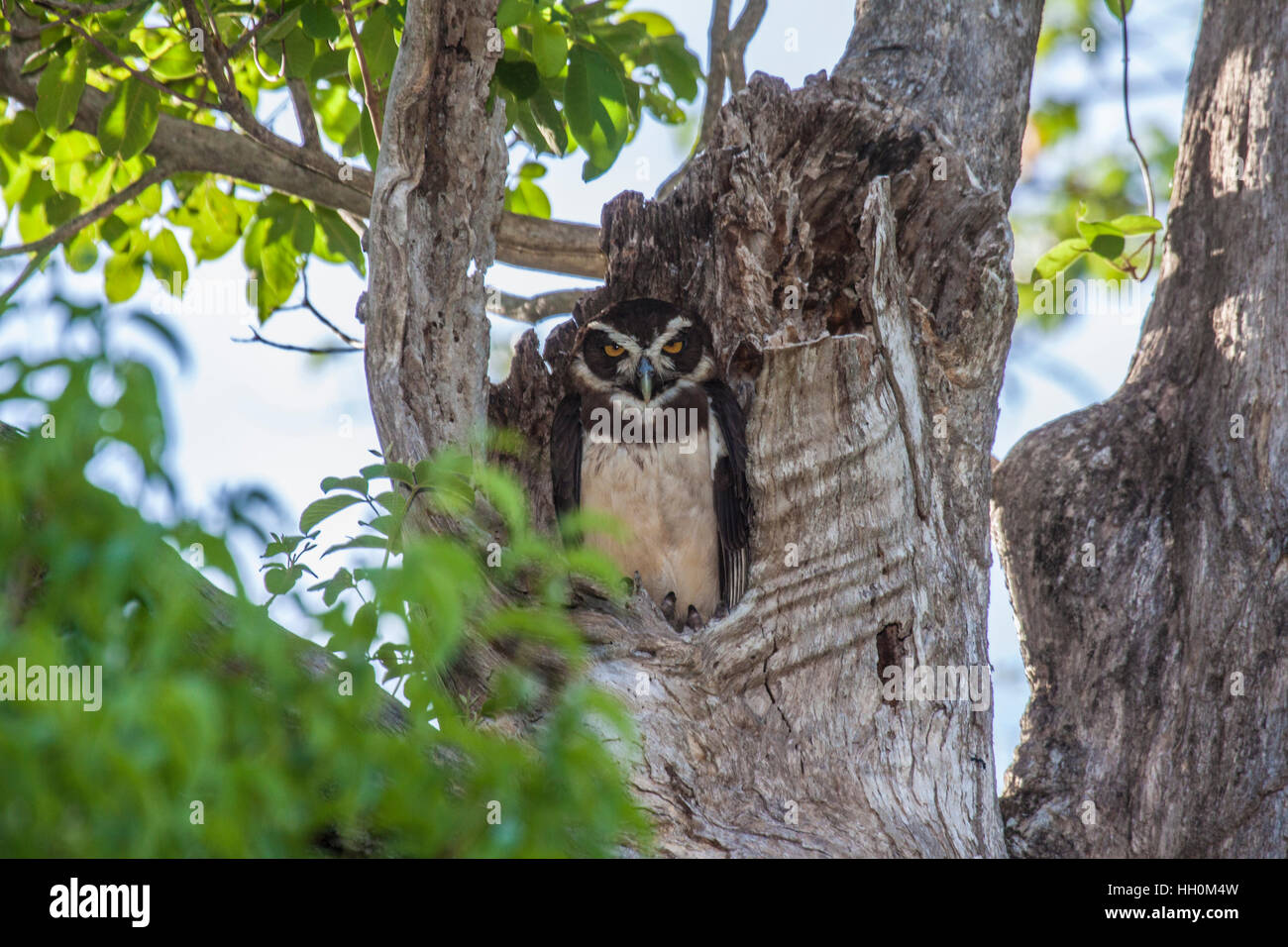 Spectacled owl hi-res stock photography and images - Alamy