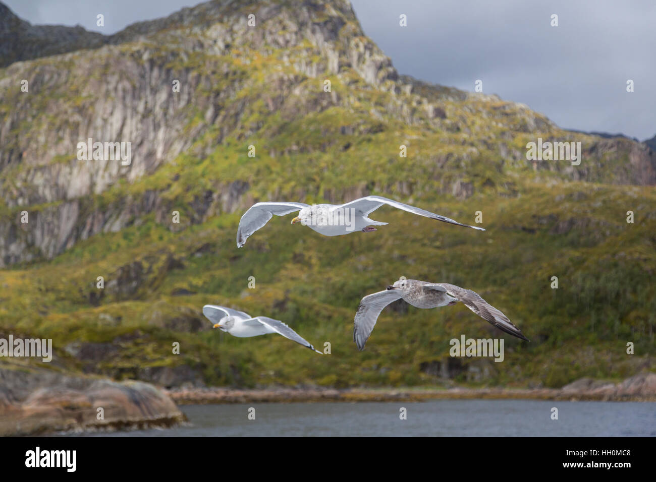 Three gulls in flight on coast with mountains Stock Photo - Alamy