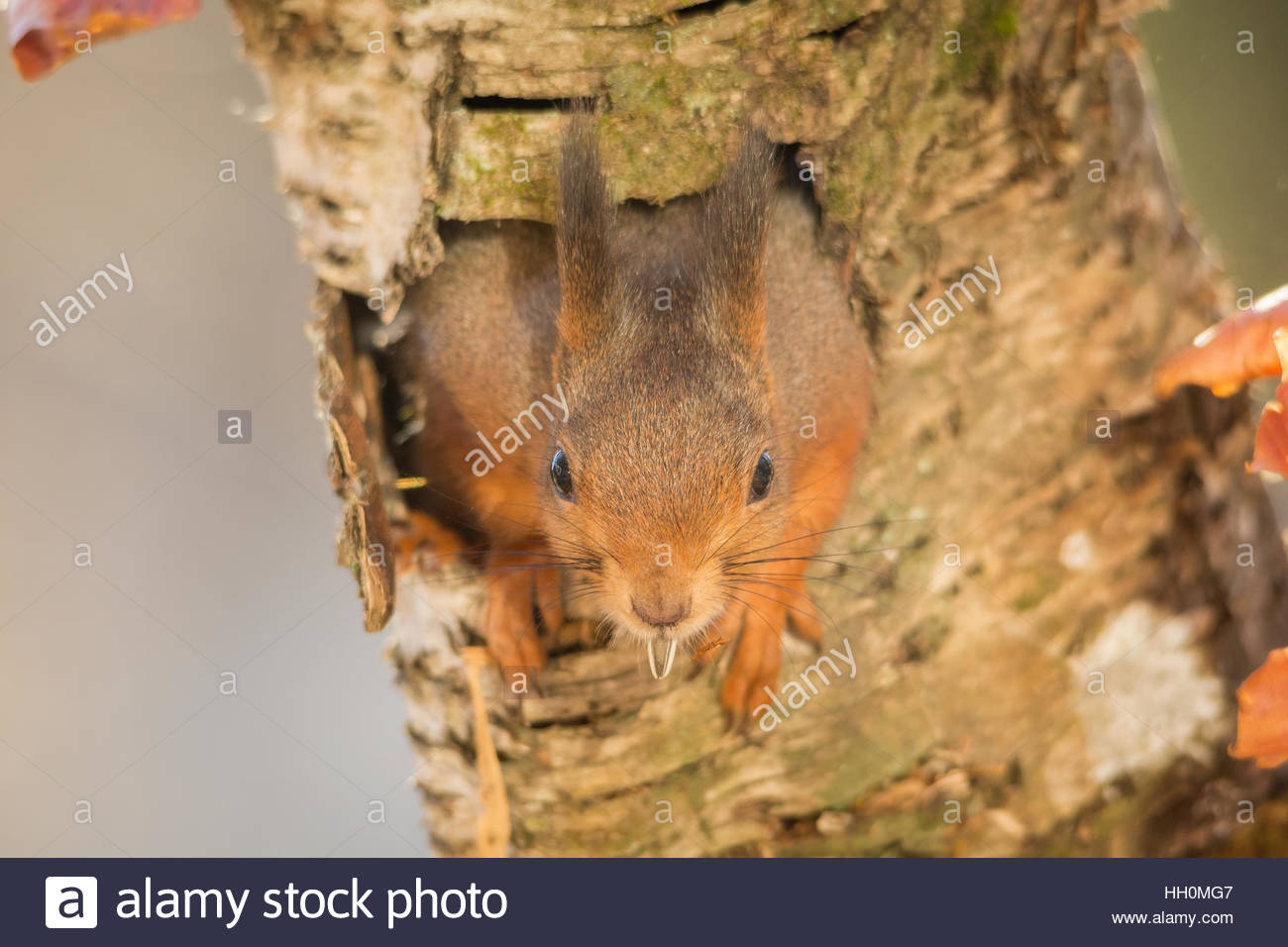 Ground Squirrel Hole High Resolution Stock Photography and Images - Alamy