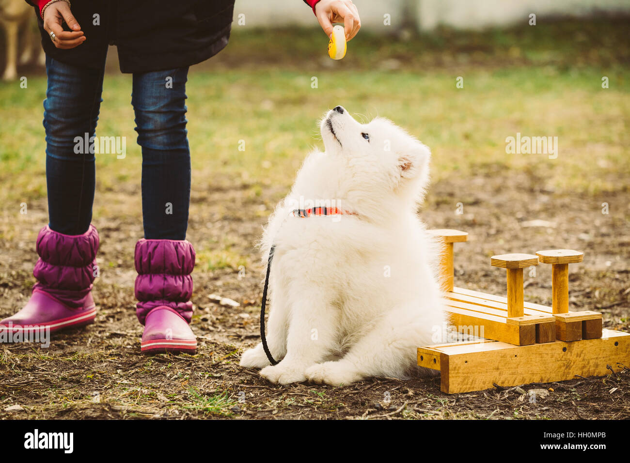 White Samoyed Puppy Dog Play Outdoor in Park Stock Photo - Alamy