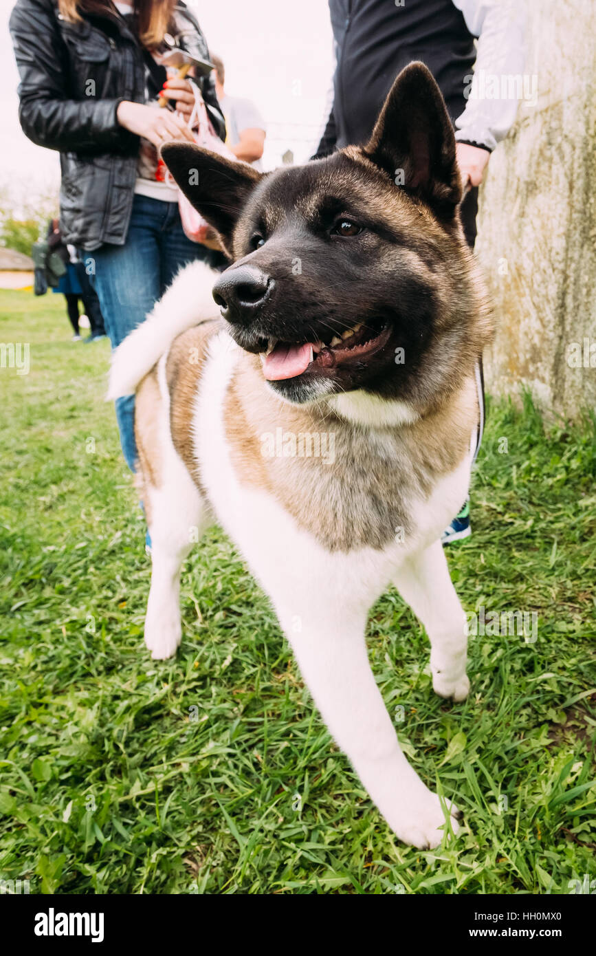 American Akita Dog Standing Near Feet In Green Grass, In Park Outdoor ...
