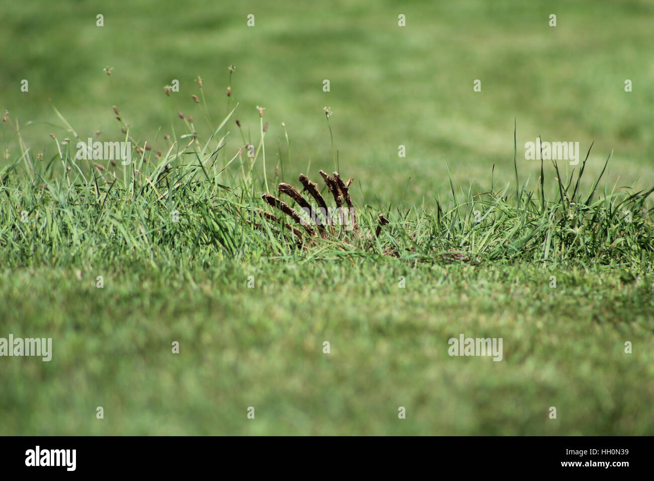 rib cage that looks like a hand sticking out of the ground Stock Photo ...