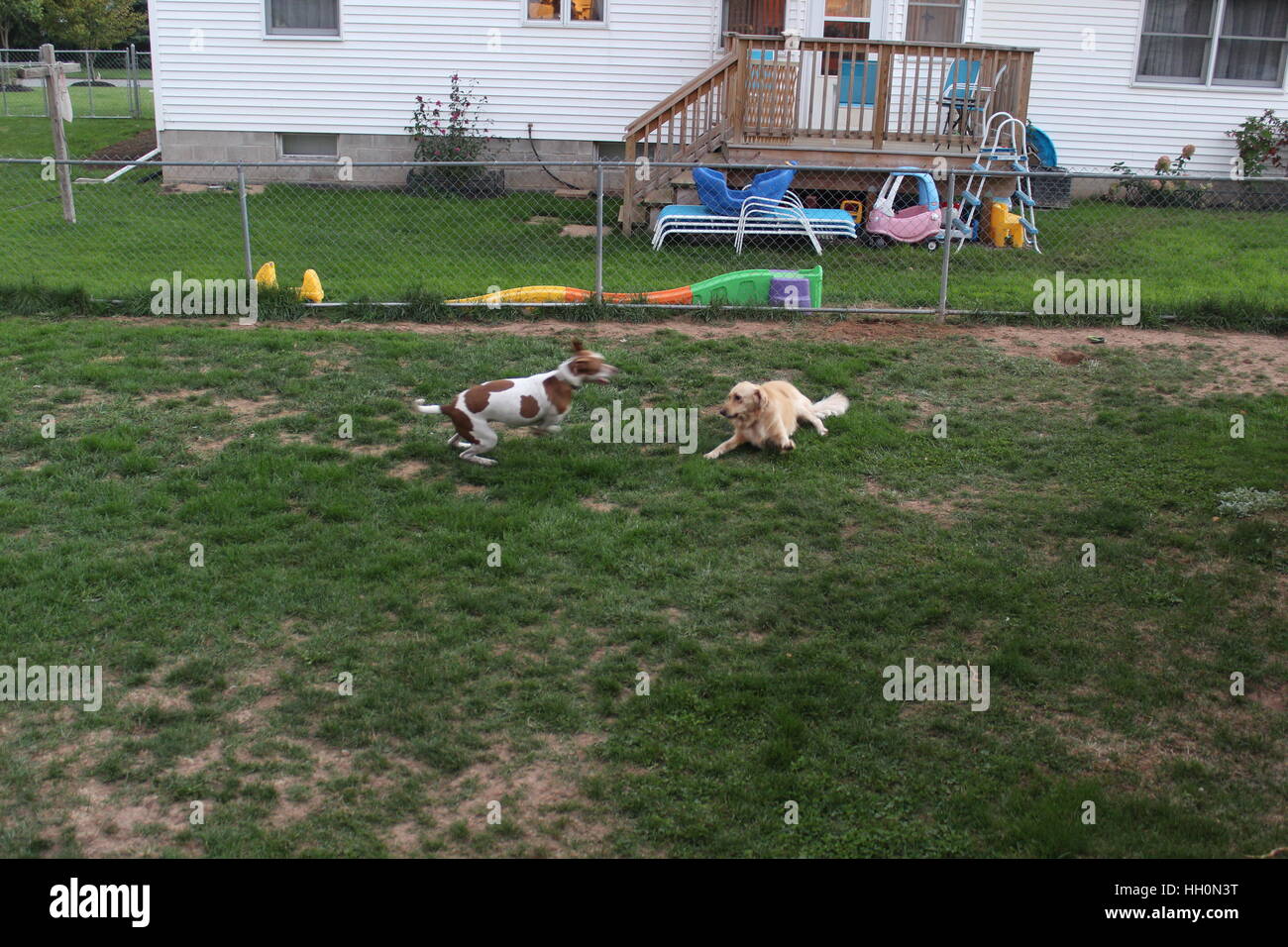 dogs playing in the yard Stock Photo - Alamy
