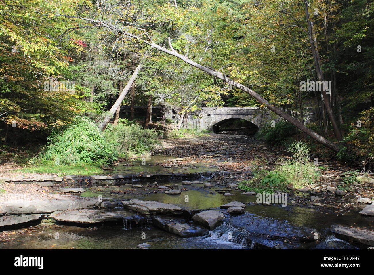 Stream in woods hi-res stock photography and images - Alamy