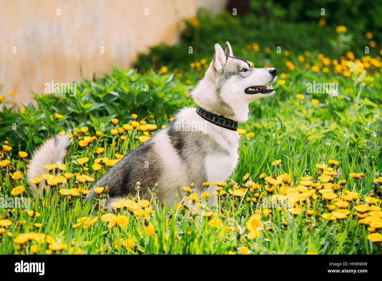 Happy yellow dog hi-res stock photography and images - Alamy