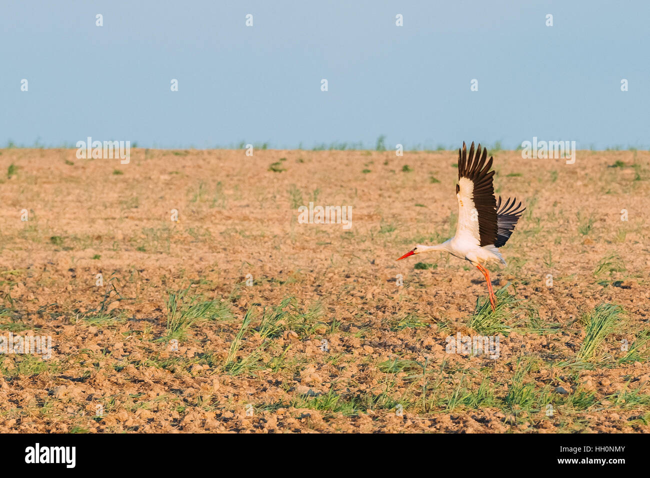Adult European White Stork Taking Off From Agricultural Field In ...