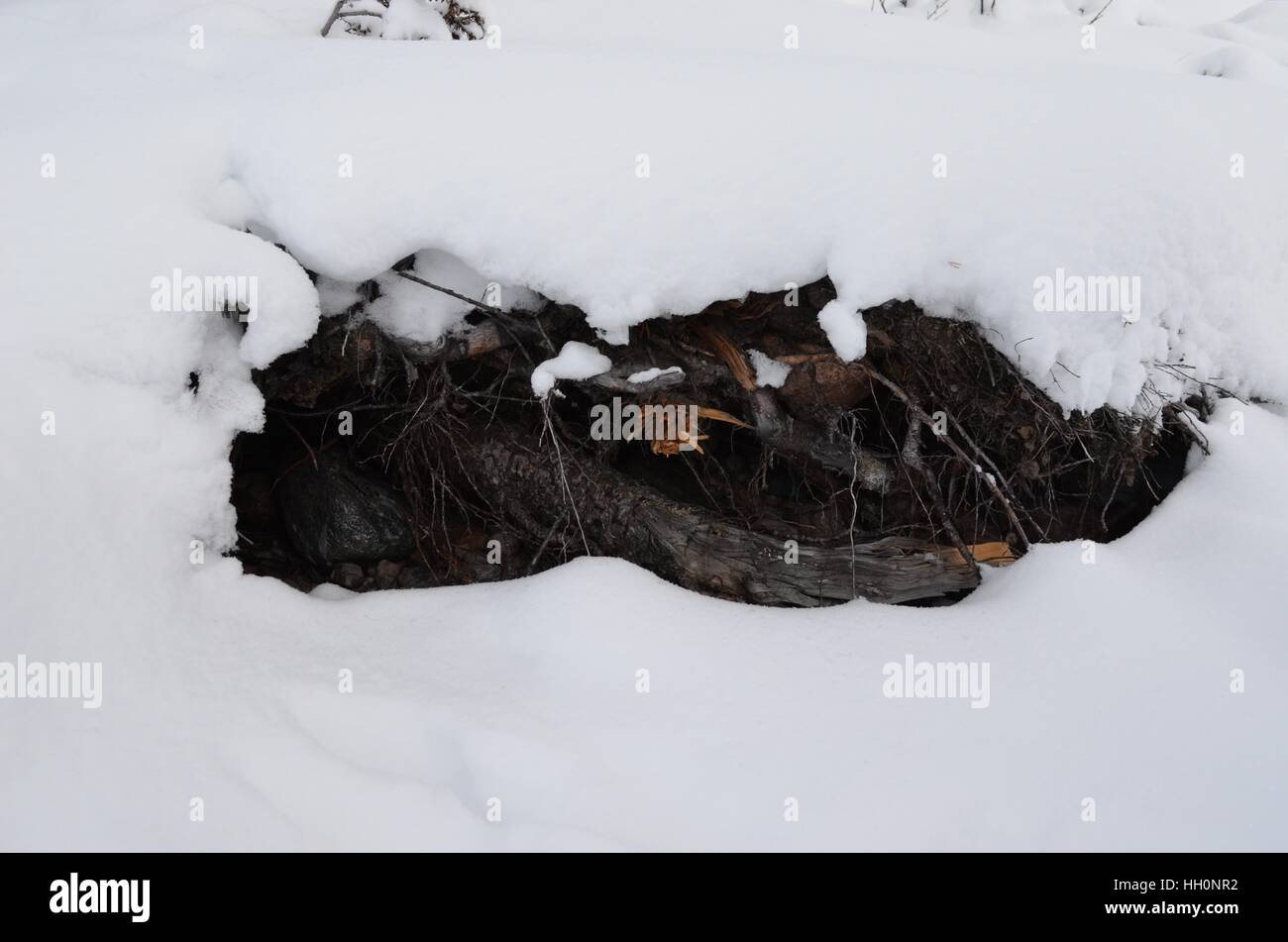 Burrow in the snow Stock Photo - Alamy