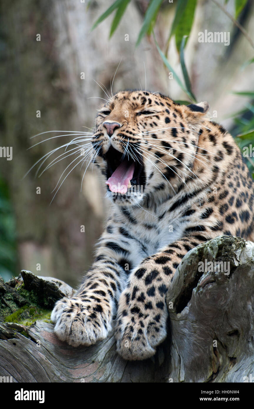 Amur Leopard, Panthera Pardus Orientalis, South Eastern Russia, Captive ...