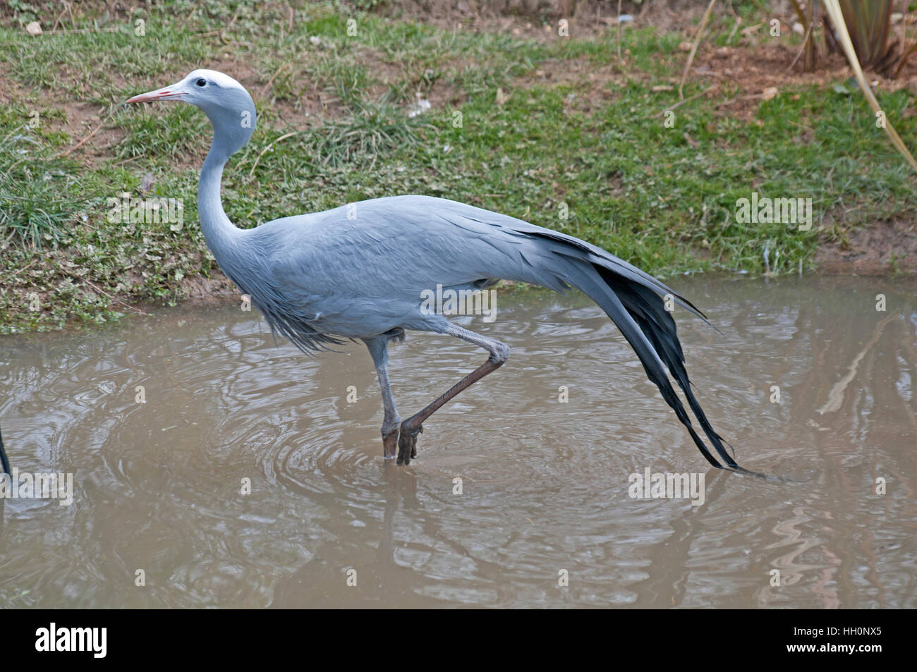 Blue crane bird south africa hi-res stock photography and images - Alamy