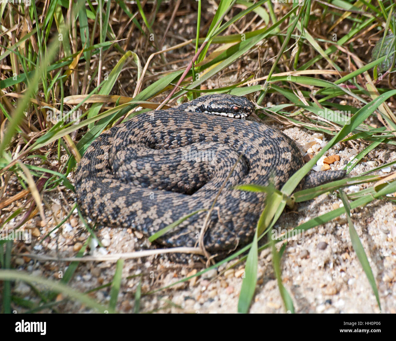 Adder Snake, Vipera Berus, British Wild Life Centre, New Chapel; East ...