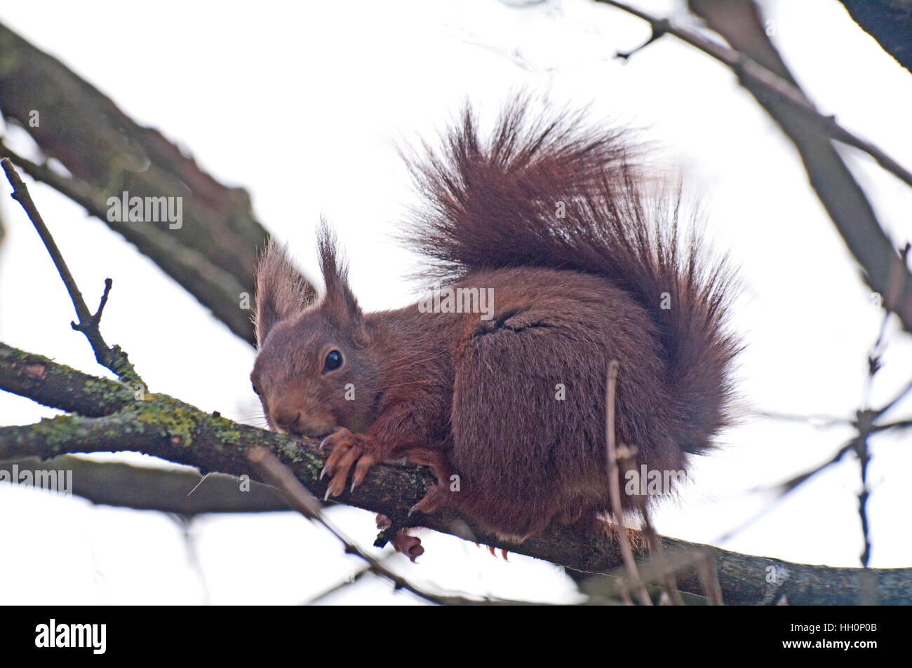 Red Squirrel, Sciurus Vulgaris, England, Captive Stock Photo - Alamy